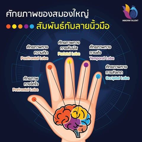 ກິດຈະກຳແລະພັນທະມິດ – INBORN TALENT